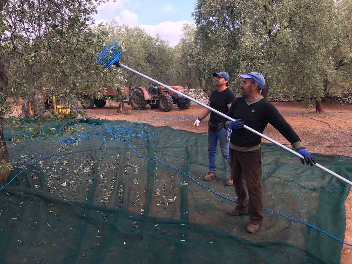 Olive Pickers of Puglia – Paul Davies Cartoons & stuff