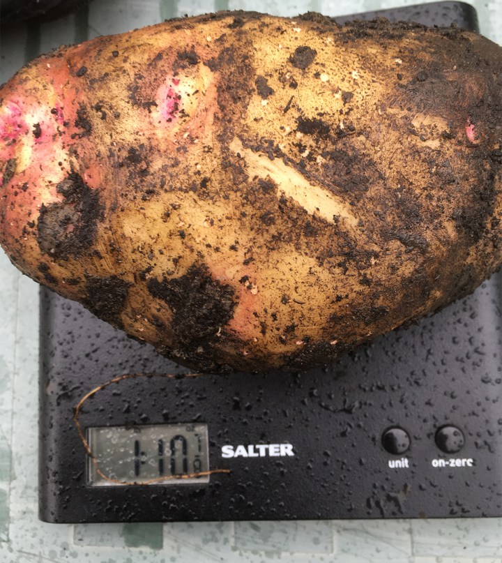 Schwarzenegger Big Spud – Paul Davies Cartoons & stuff